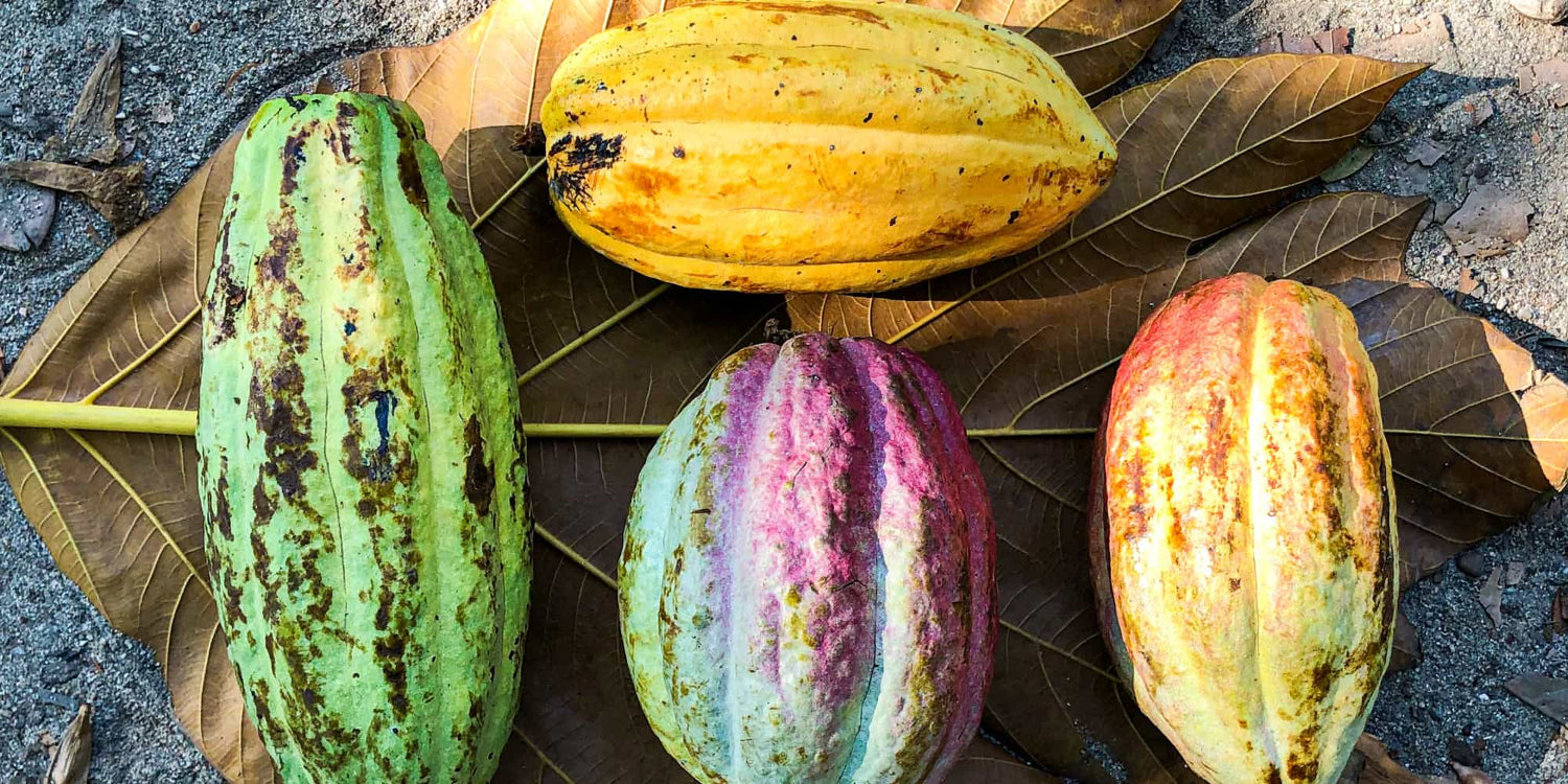 Noticias – CACEP Chocolates