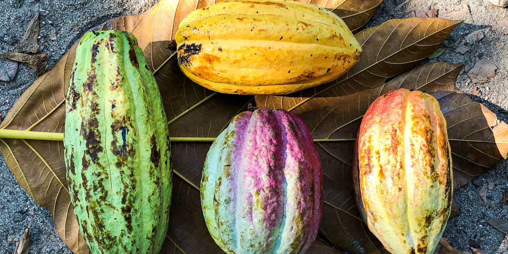 Noticias – CACEP Chocolates